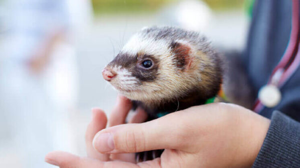 Ferret Lifespan: How long do ferrets live?