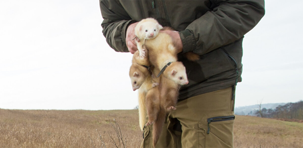 Insight into the World of Ferreting - Ferret World