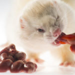 Ferrets As Pets - What You Need To Know Before Owning A Ferret