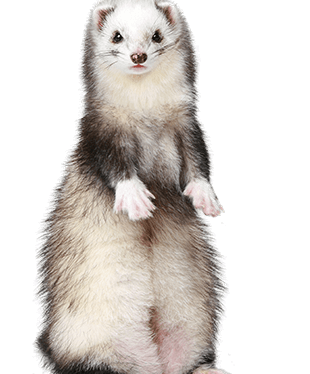 Ferrets As Pets - What You Need To Know Before Owning A Ferret