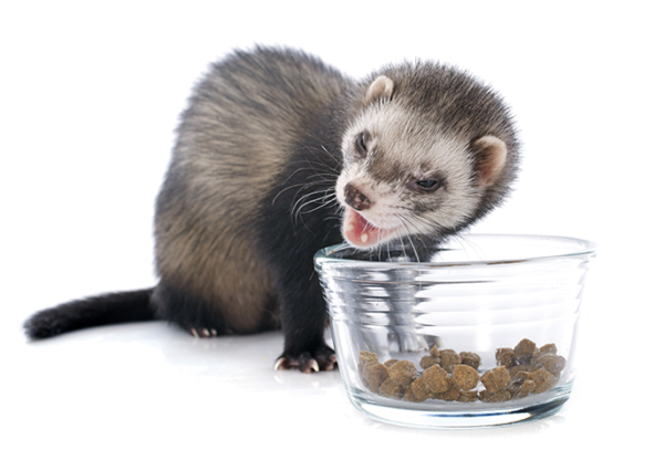 What Do Ferrets Eat? Can They Eat Cat Food? (Diet Guide)