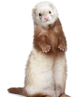 Ferrets As Pets - What You Need To Know Before Owning A Ferret