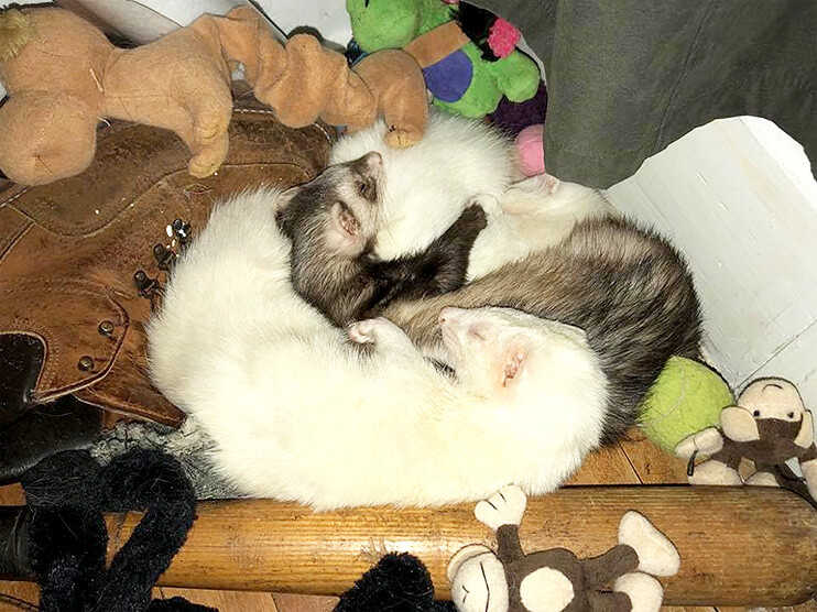Our Members Share Their Best Ferret Sleeping Pictures - Ferret World