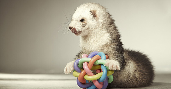 Intelligent Ferrets and Their Need for Stimulation - Ferret World