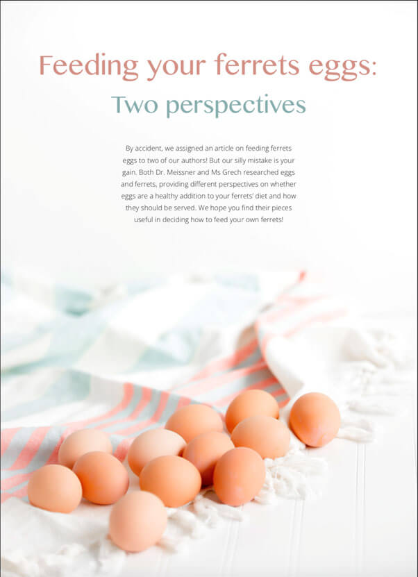 Should Ferrets Eat Eggs? - Ferret World