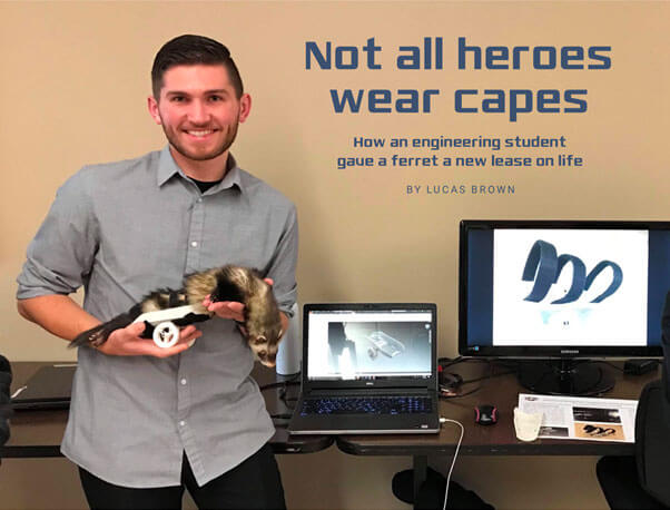 Should Ferrets Eat Eggs? - Ferret World