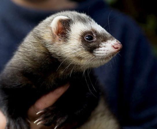 Fat Ferrets: What You Need to Know about Ferrets and Weight Gain ...