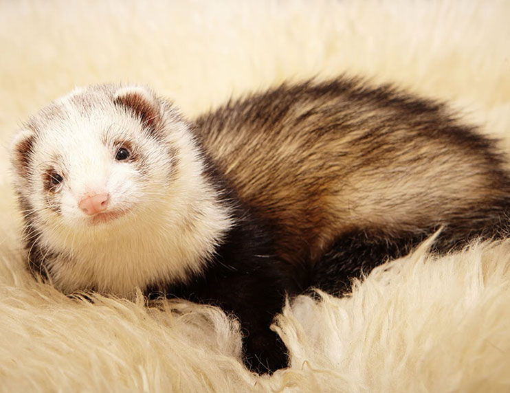 Fat Ferrets: What You Need to Know about Ferrets and Weight Gain ...