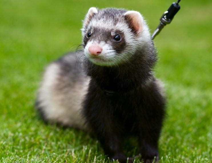 Safety when walking your ferret outdoors Safety when walking your ferret outdoors