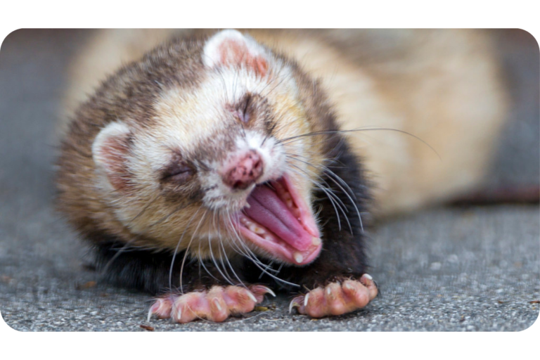 Are ferrets nocturnal? (FINALLY ANSWERED)