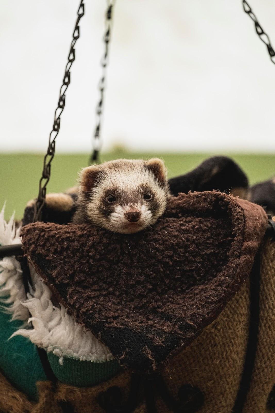 Do Ferrets Like to Cuddle? (If Not, Why Not?)