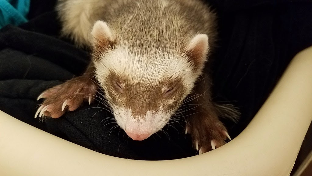 How To Clip Ferret Nails (Guide & Techniques)
