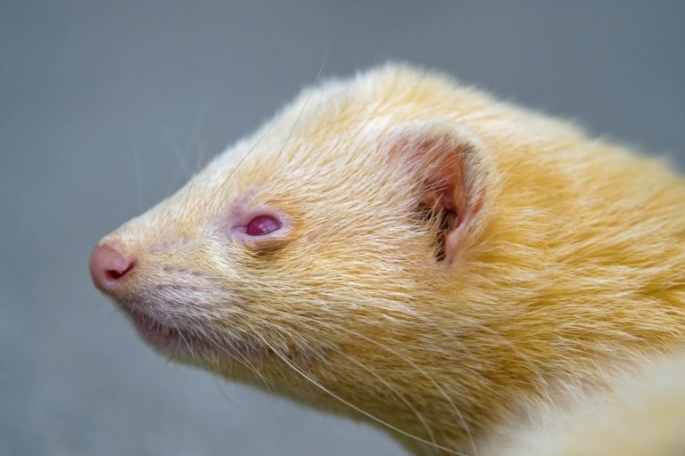 Ferret Dying Signs (Preparing For a Ferret's Death)