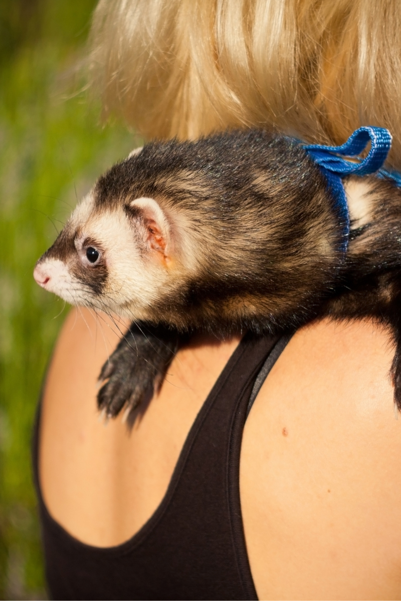 Ferrets in History - Ferret World