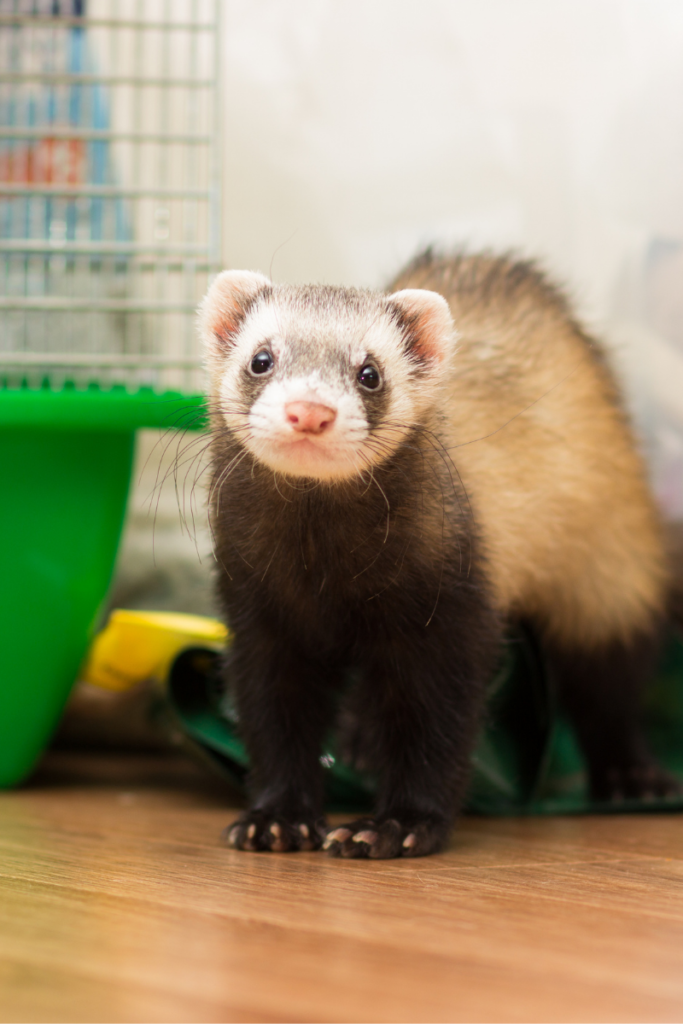 Ferrets in History - Ferret World