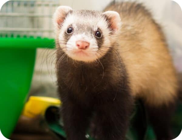 DIY Ferret Cages: An Indoor Paradise for Your Weasel