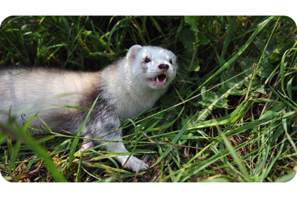 Ferret Games: Fun Things To Do With Your Ferrets