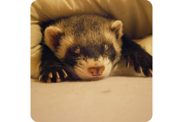 Ferret Bedding | Warm & Cozy Beds for Your Ferrets