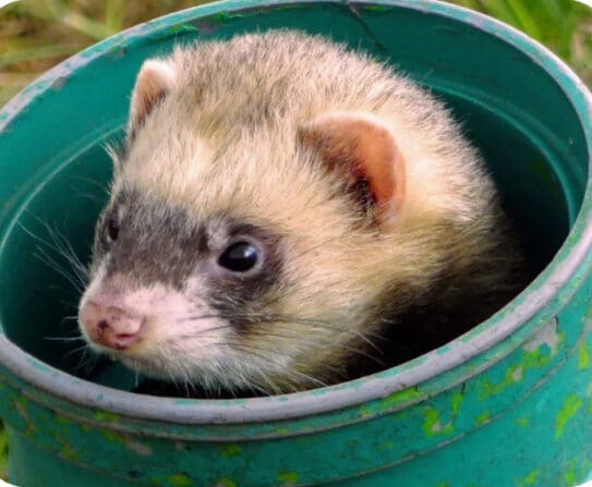Step-by-Step Guide: How to Bath a Ferret