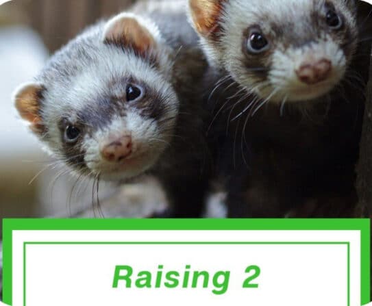 Keeping Your Ferrets As Pets Happy & Healthy - Ferret-World