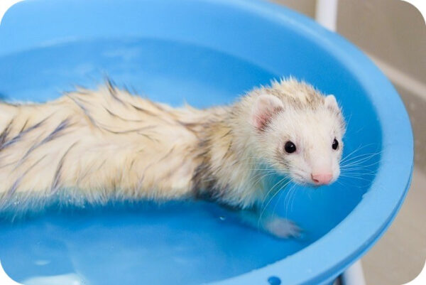 Fat Ferrets: What You Need to Know about Ferrets and Weight Gain ...