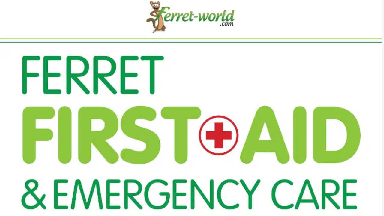 Ferret First Aid And Emergency Care
